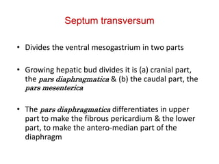 GI development embryology & Concept of Peritoneum | PPTX
