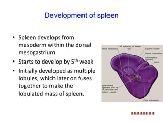 GI development embryology & Concept of Peritoneum | PPTX