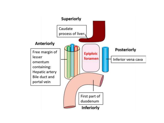 GI development embryology & Concept of Peritoneum | PPTX | Digestive ...