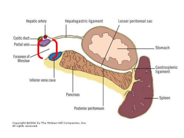 GI development embryology & Concept of Peritoneum | PPTX | Digestive ...