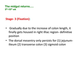 GI development embryology & Concept of Peritoneum | PPTX