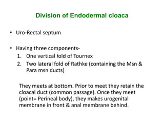 GI development embryology & Concept of Peritoneum | PPTX