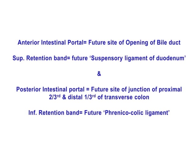 GI development embryology & Concept of Peritoneum | PPTX | Digestive ...