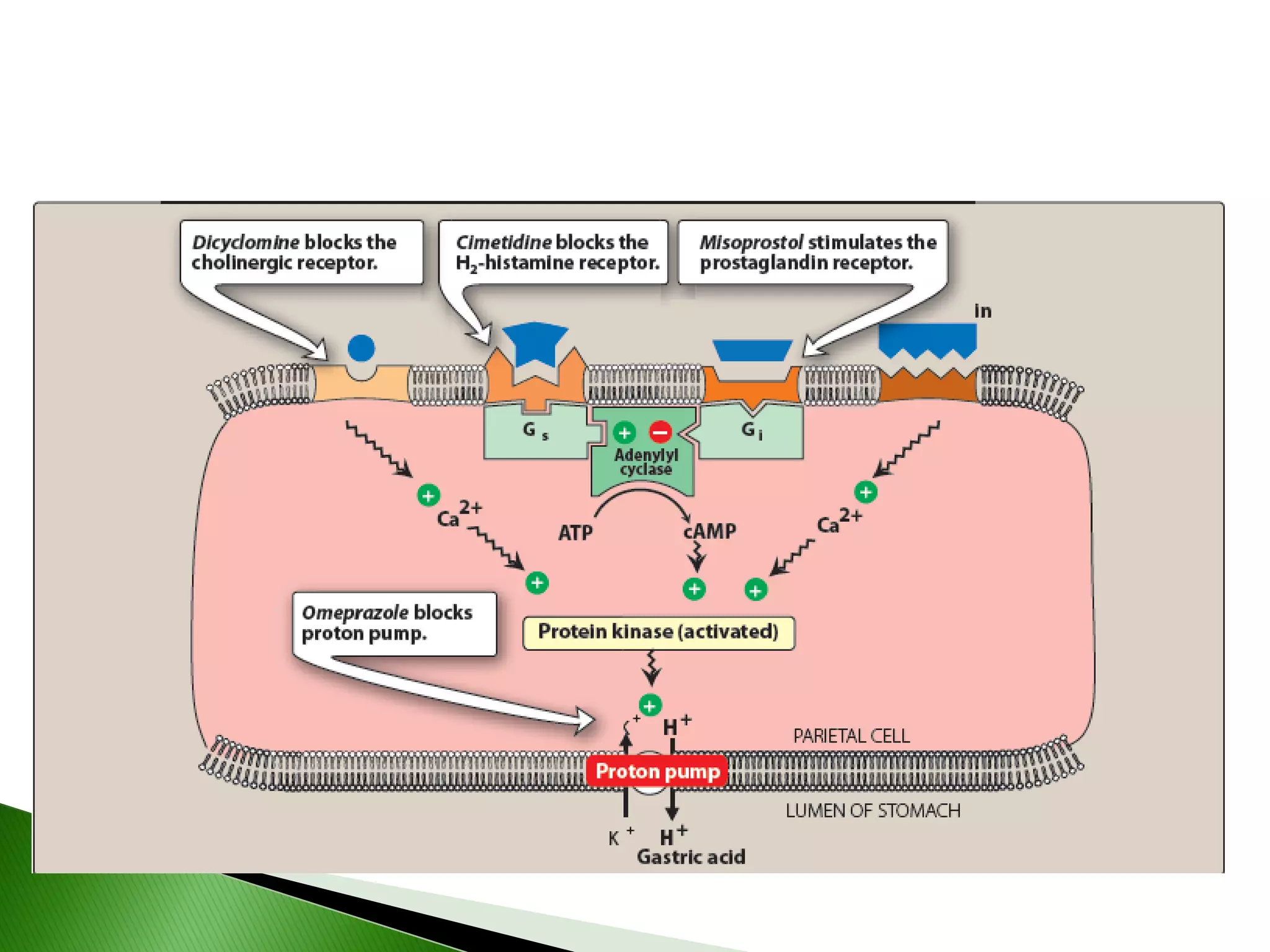 Gastrointestinal drugs - Pharmacology | PDF