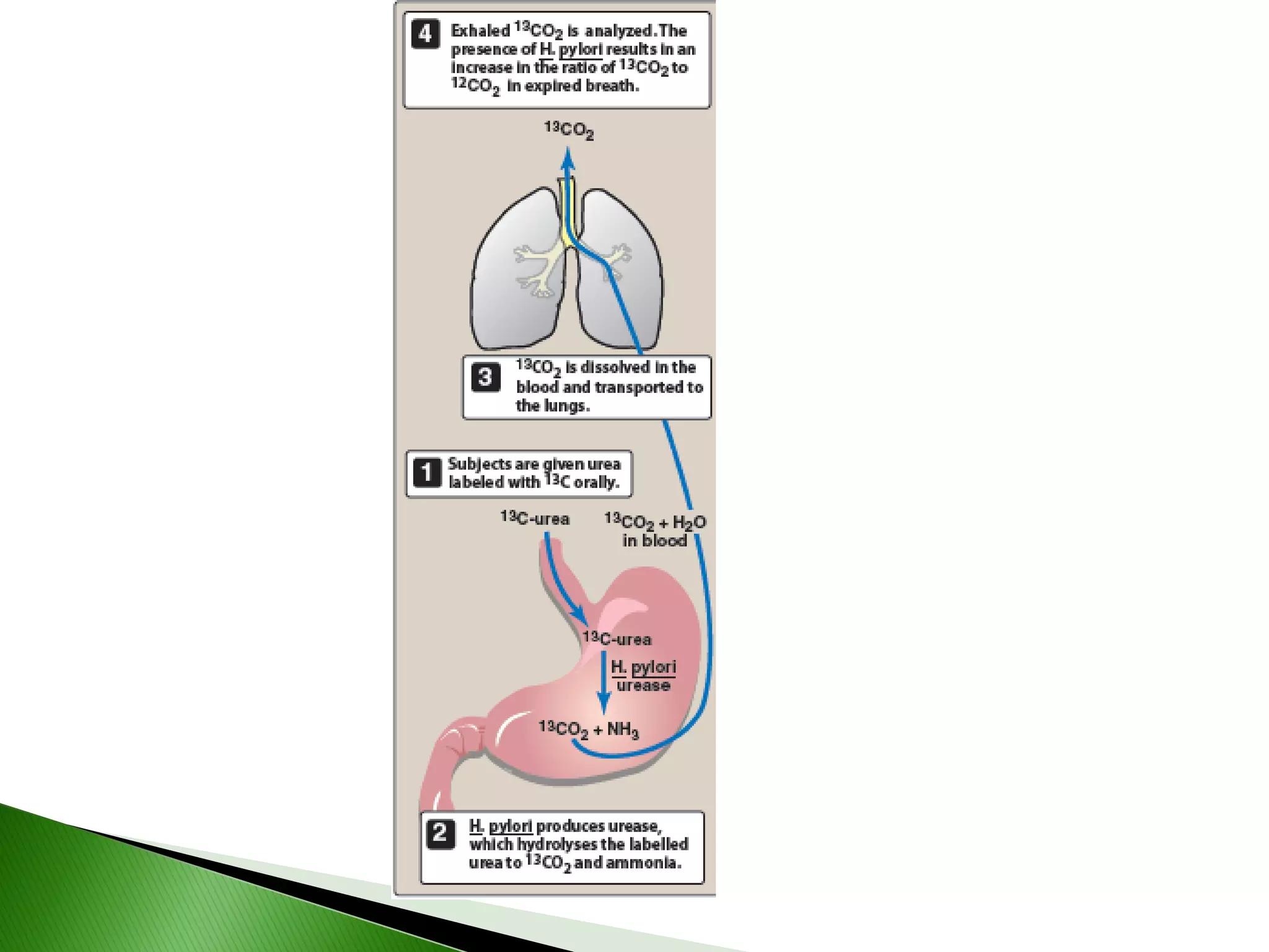 Gastrointestinal drugs - Pharmacology | PDF