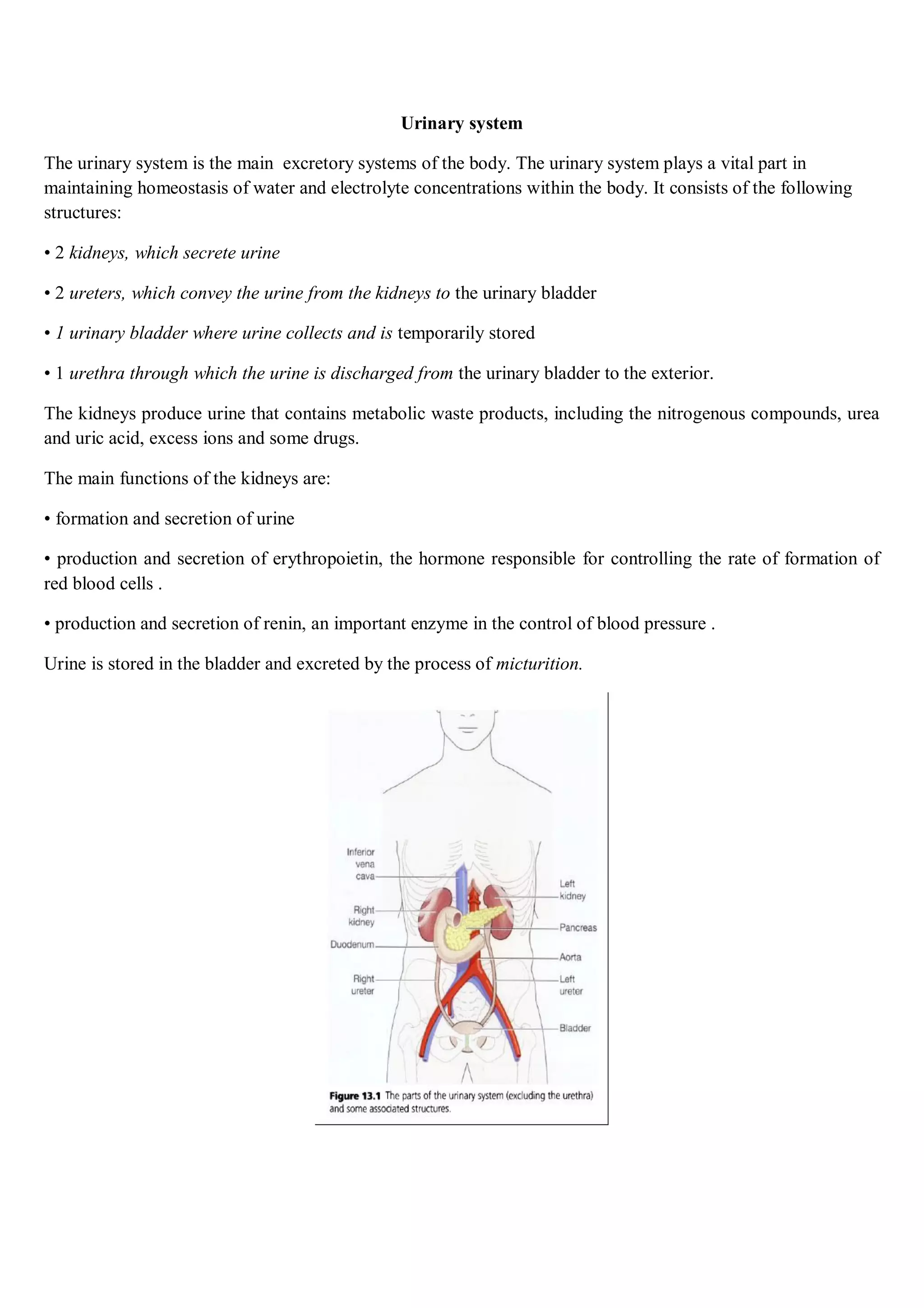 Urinary system word | PDF