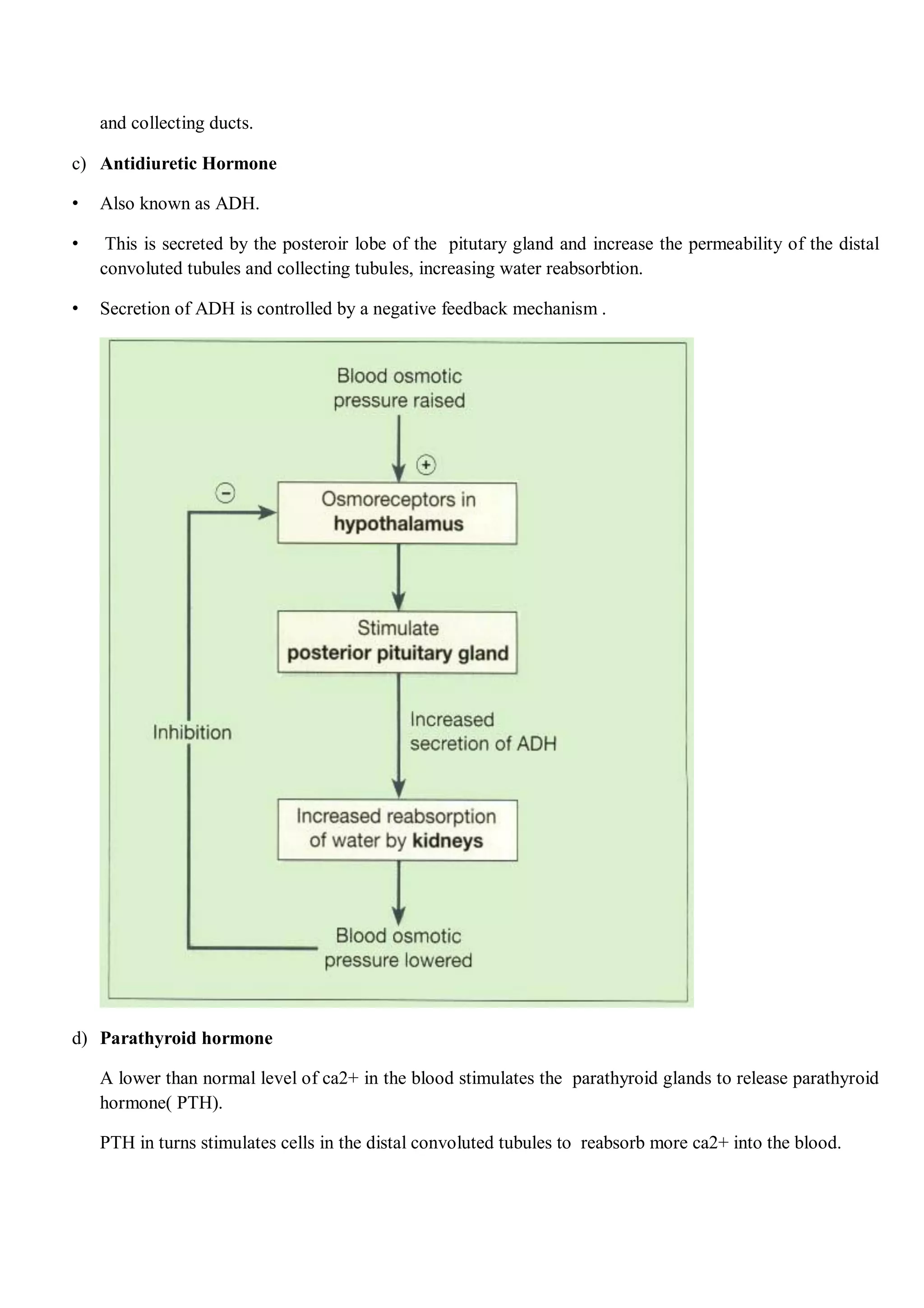Urinary system word | PDF