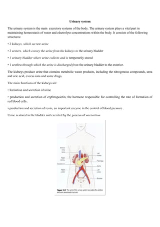 Urinary system word | PDF