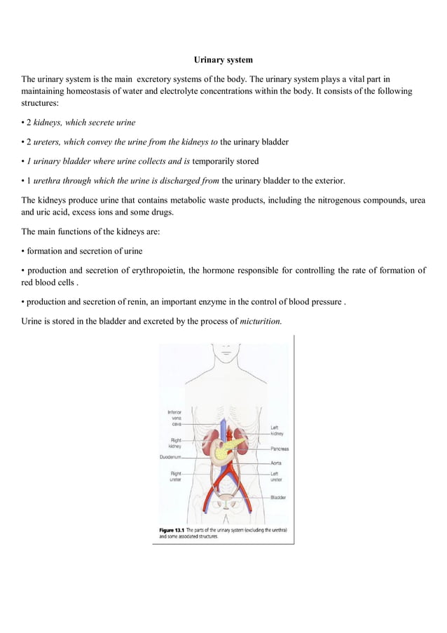 Urinary system word | PDF