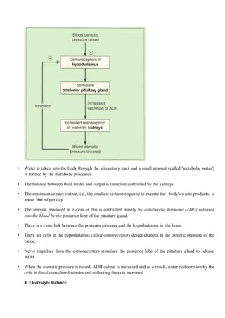 Urinary system word | PDF