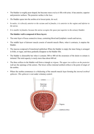 Urinary system word | PDF