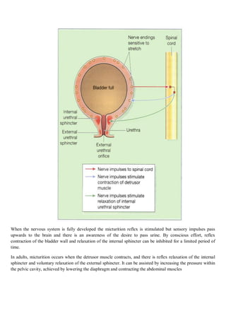 Urinary system word | PDF