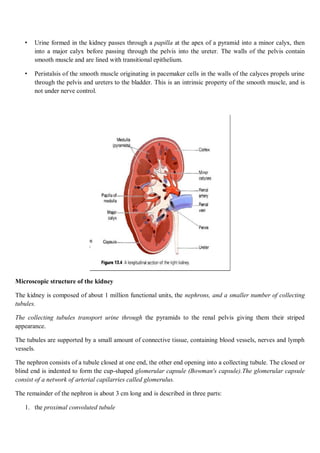 Urinary system word | PDF