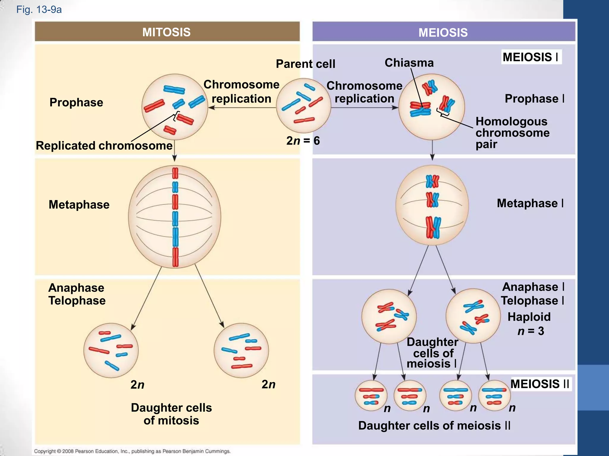 Gift thamsanqa lubisi meiosis | PPTX