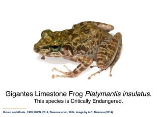 Limestone Frogs and Geckoes of Gigantes Islands: Status of Population ...