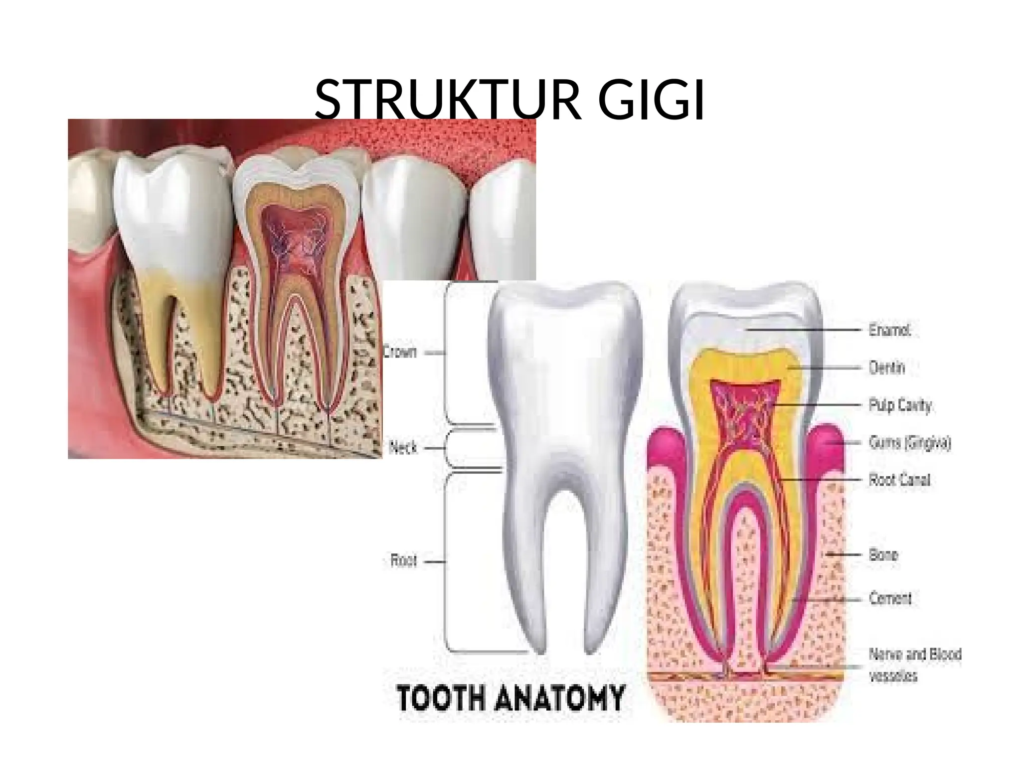 gigi_dan_cuci_tangan_ppt slide share.ppt