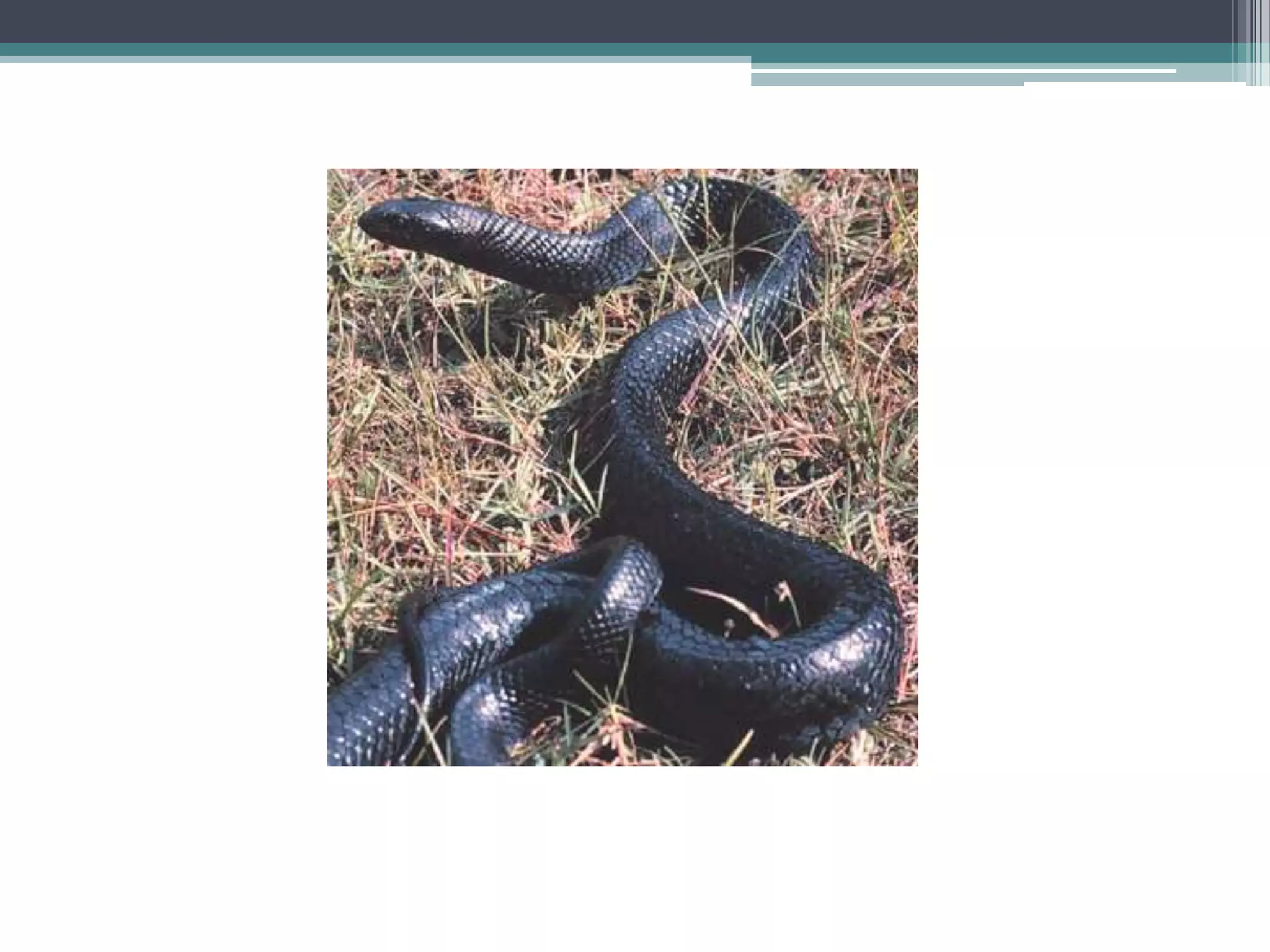 Gigitan serangga dan binatang berbisa | PPTX