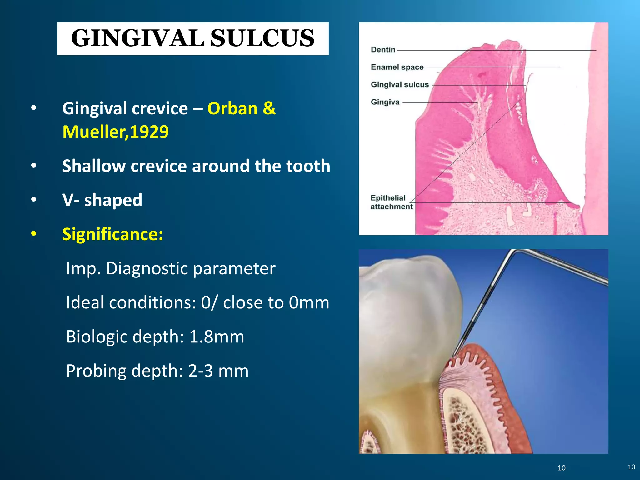 Gingiva | PPTX | Dental Health | Diseases and Conditions