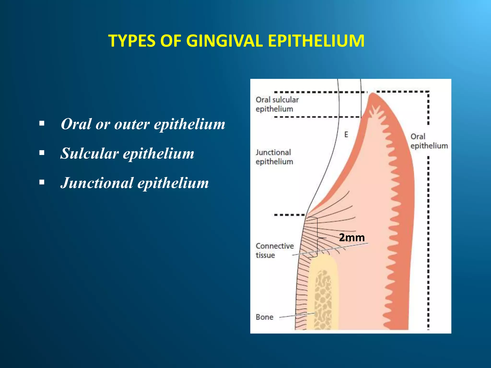 Gingiva | PPTX | Dental Health | Diseases and Conditions