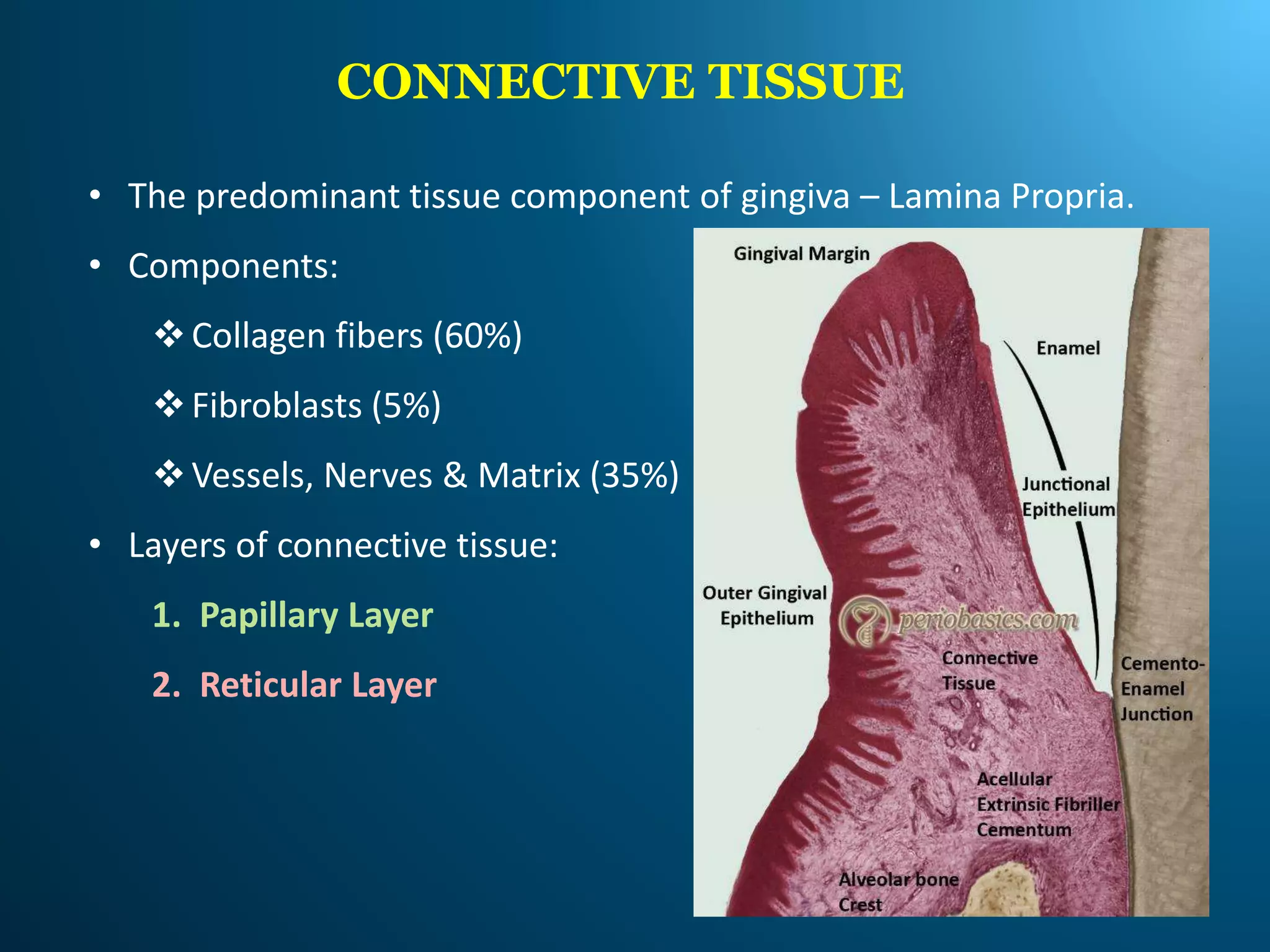 Gingiva | PPTX