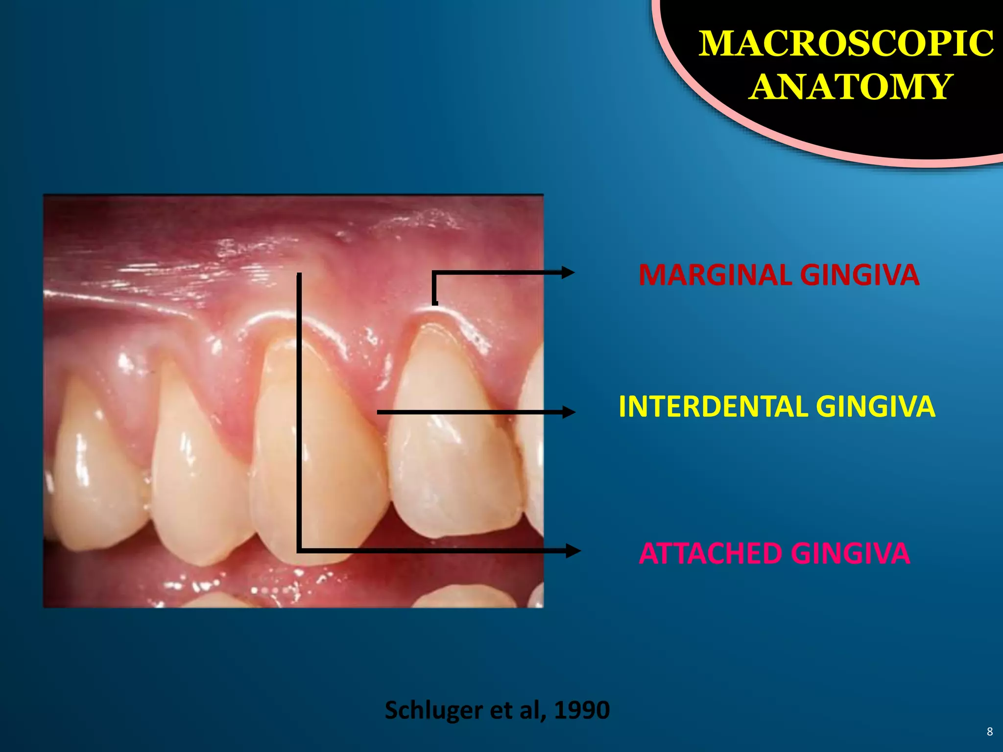 Gingiva | PPTX | Dental Health | Diseases and Conditions