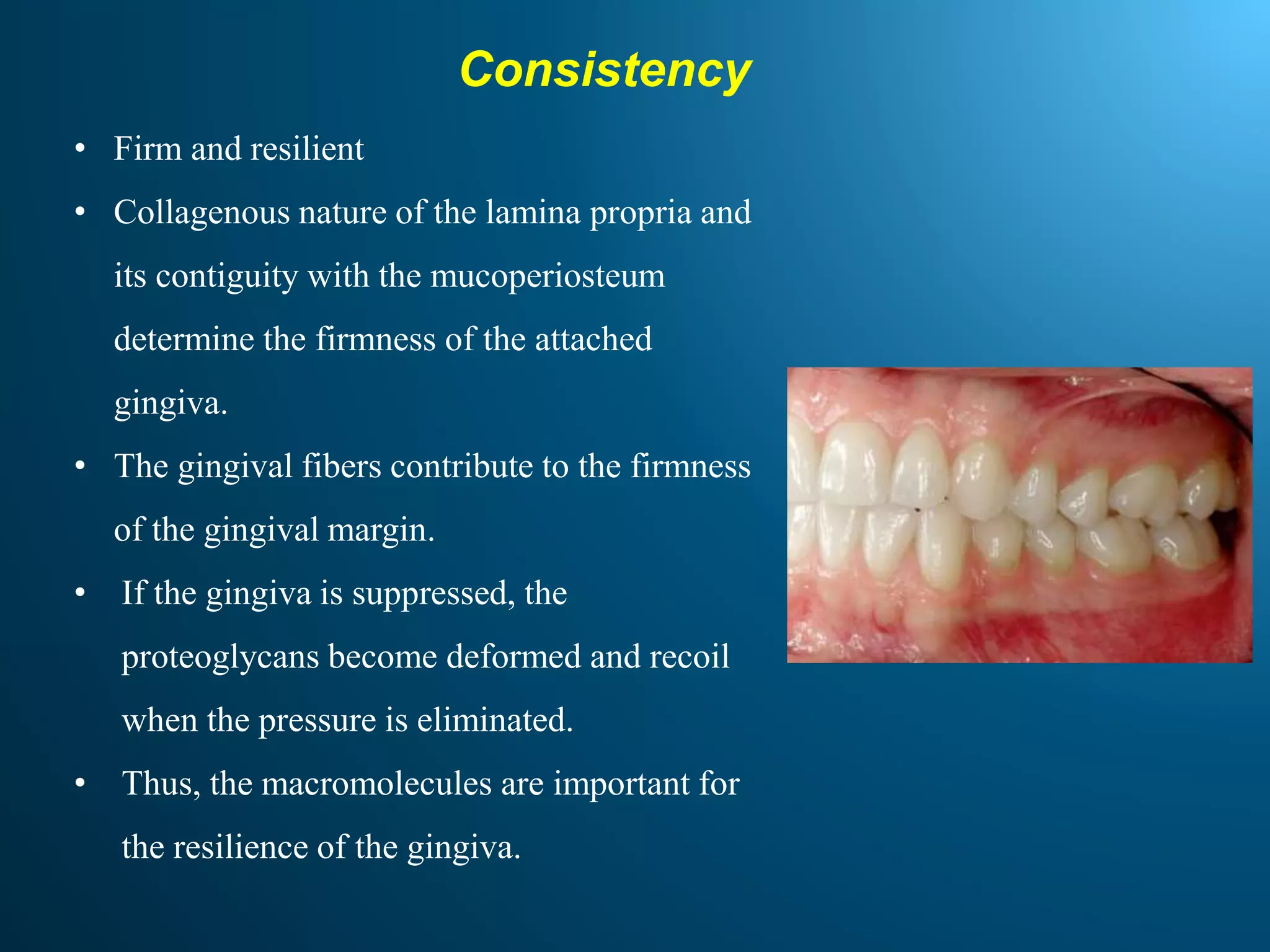 Gingiva | PPTX