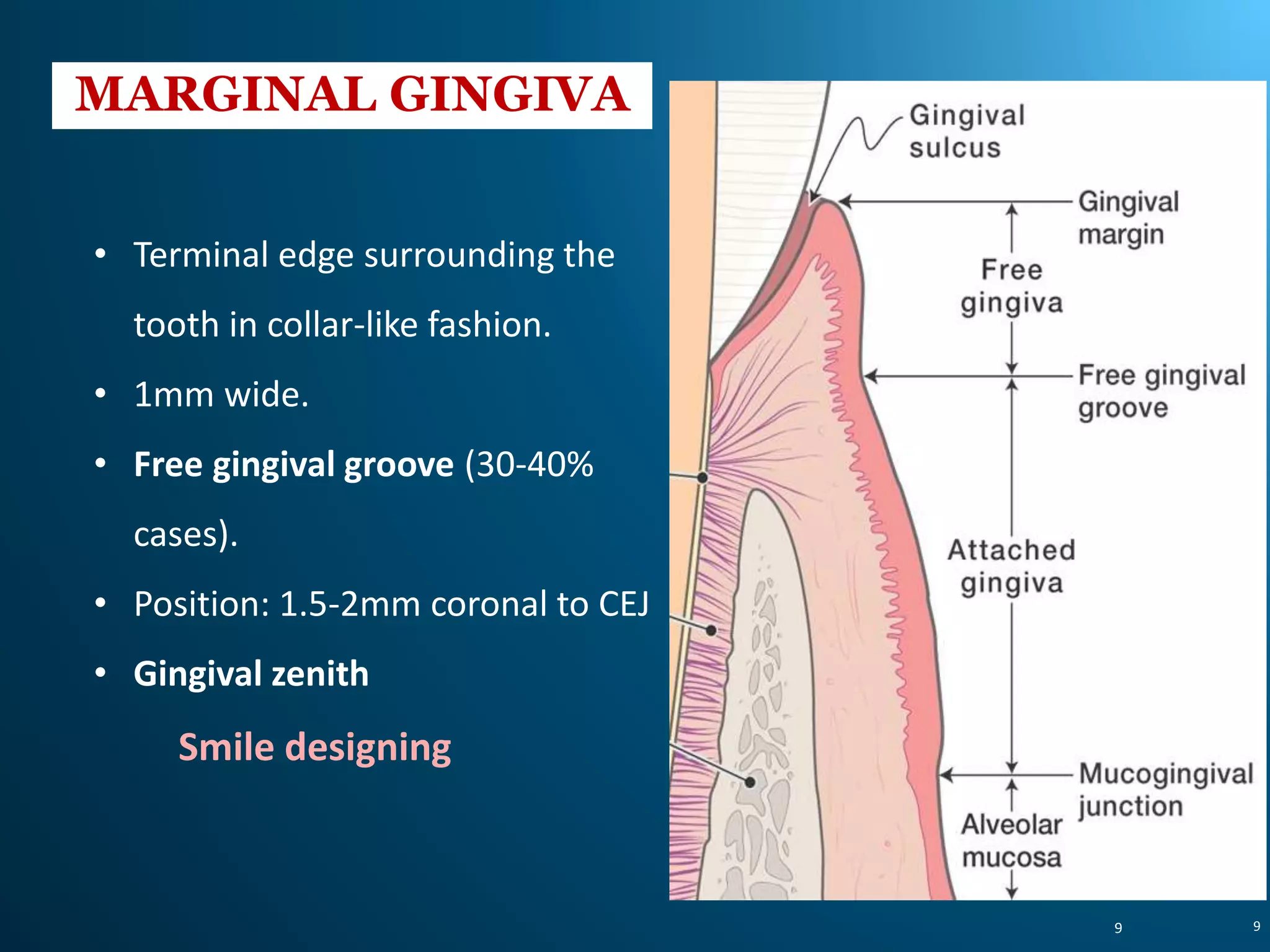 Gingiva | PPTX