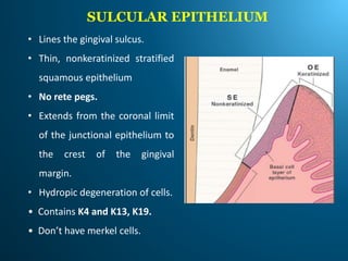 Sulcular Epithelium Histology