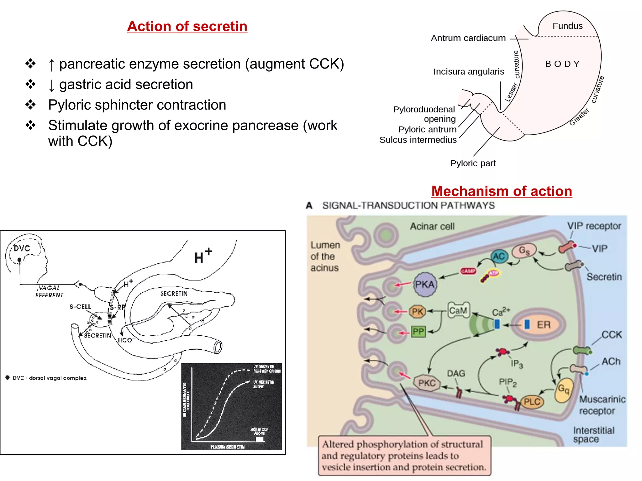 Gastrointestinal hormones ( Gastrin , secretin and cholecystokinin) | PDF