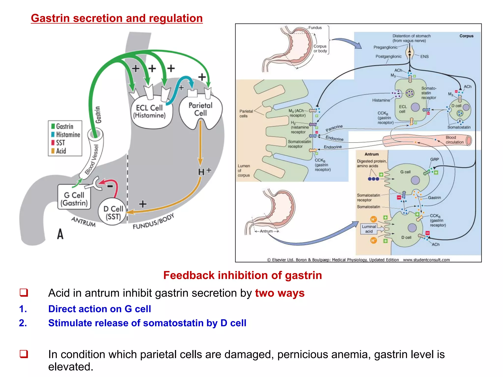 Gastrointestinal hormones ( Gastrin , secretin and cholecystokinin) | PDF