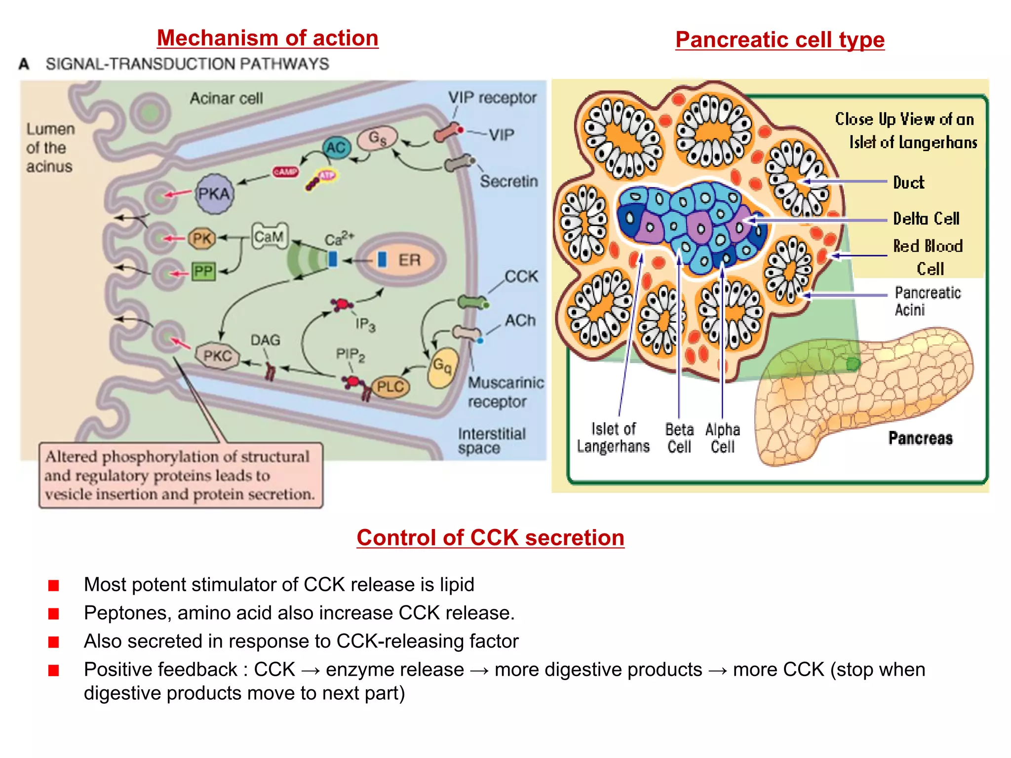 Gastrointestinal hormones ( Gastrin , secretin and cholecystokinin) | PDF