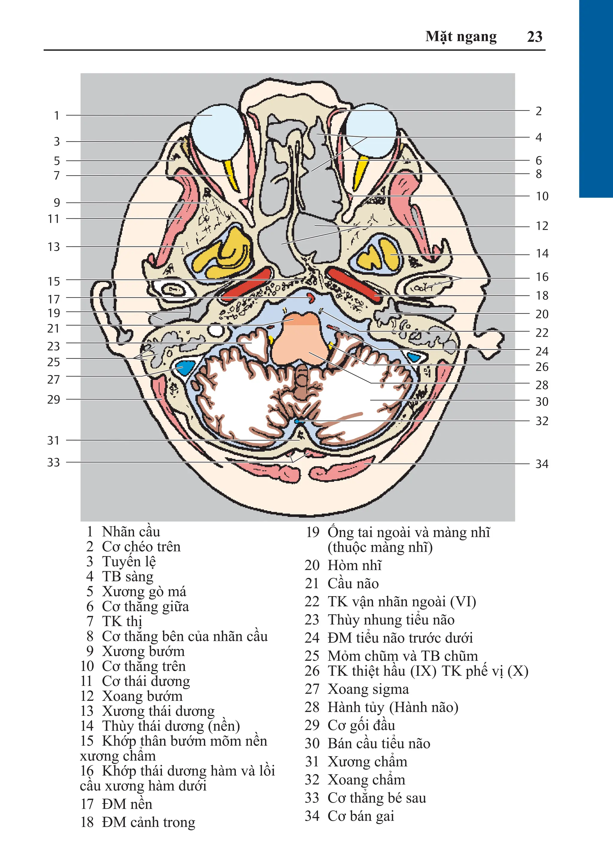 Giải phẫu Cắt lớp CT-MRI Tập 1.pdf