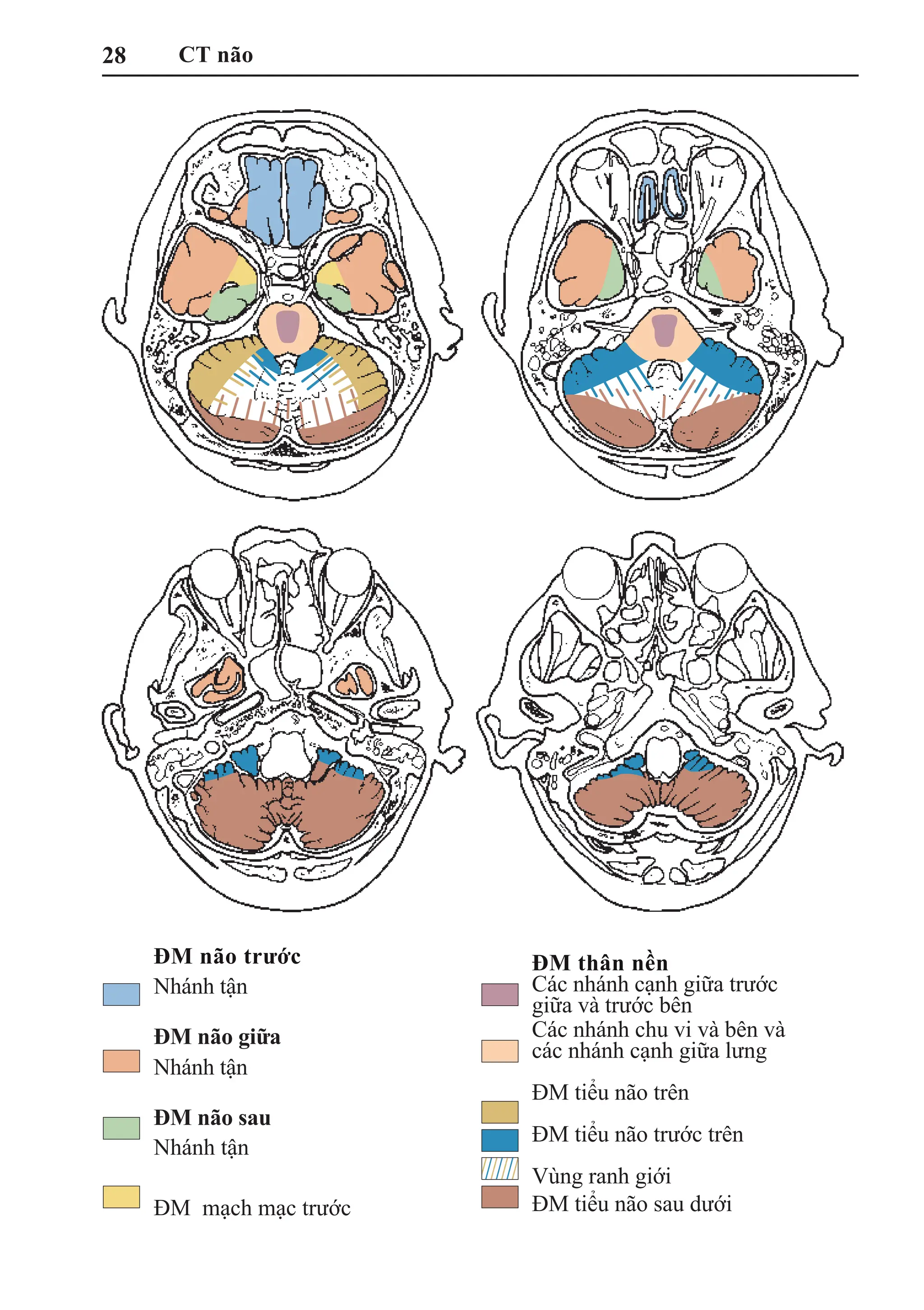 Giải phẫu Cắt lớp CT-MRI Tập 1.pdf