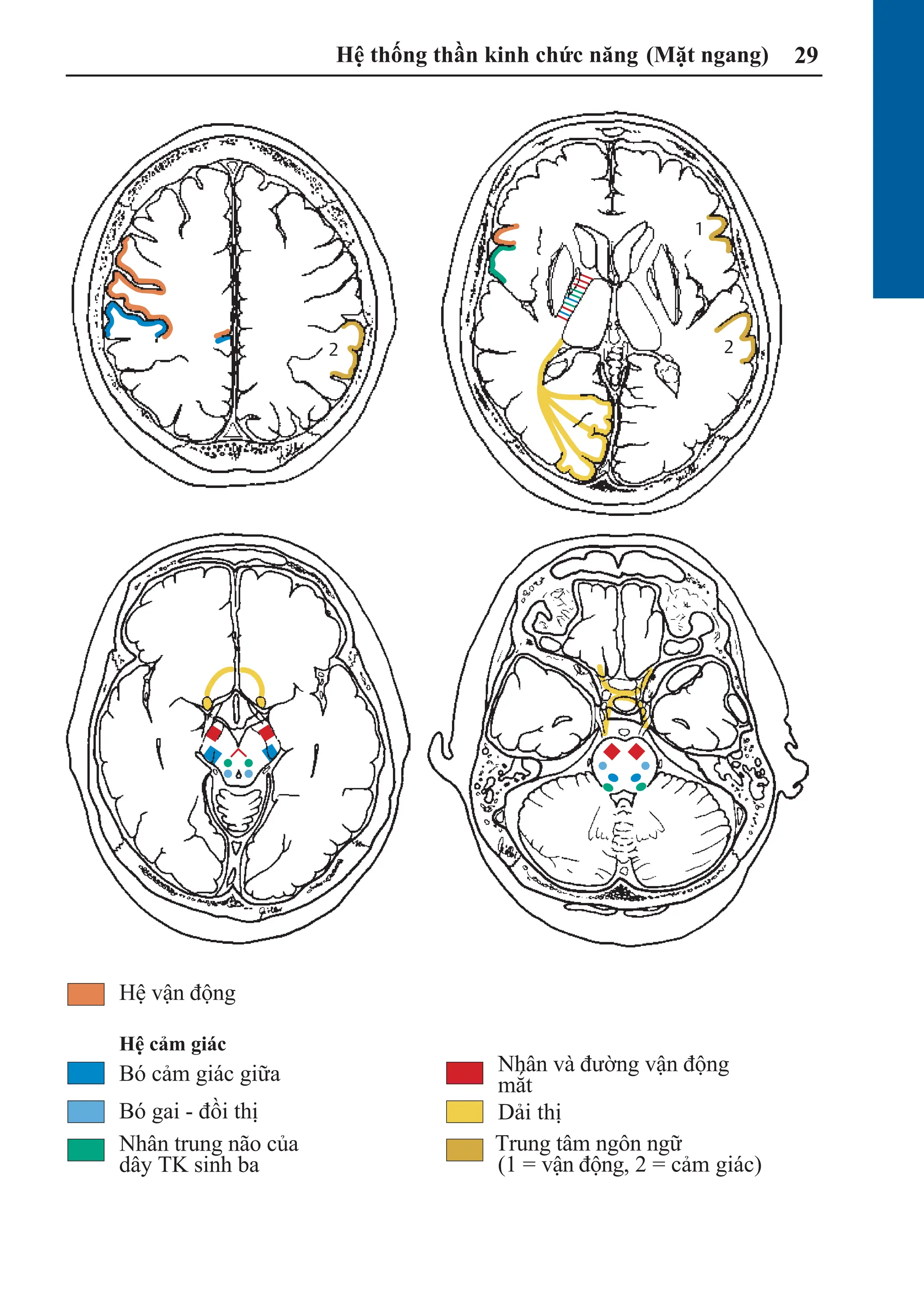 Giải phẫu Cắt lớp CT-MRI Tập 1.pdf