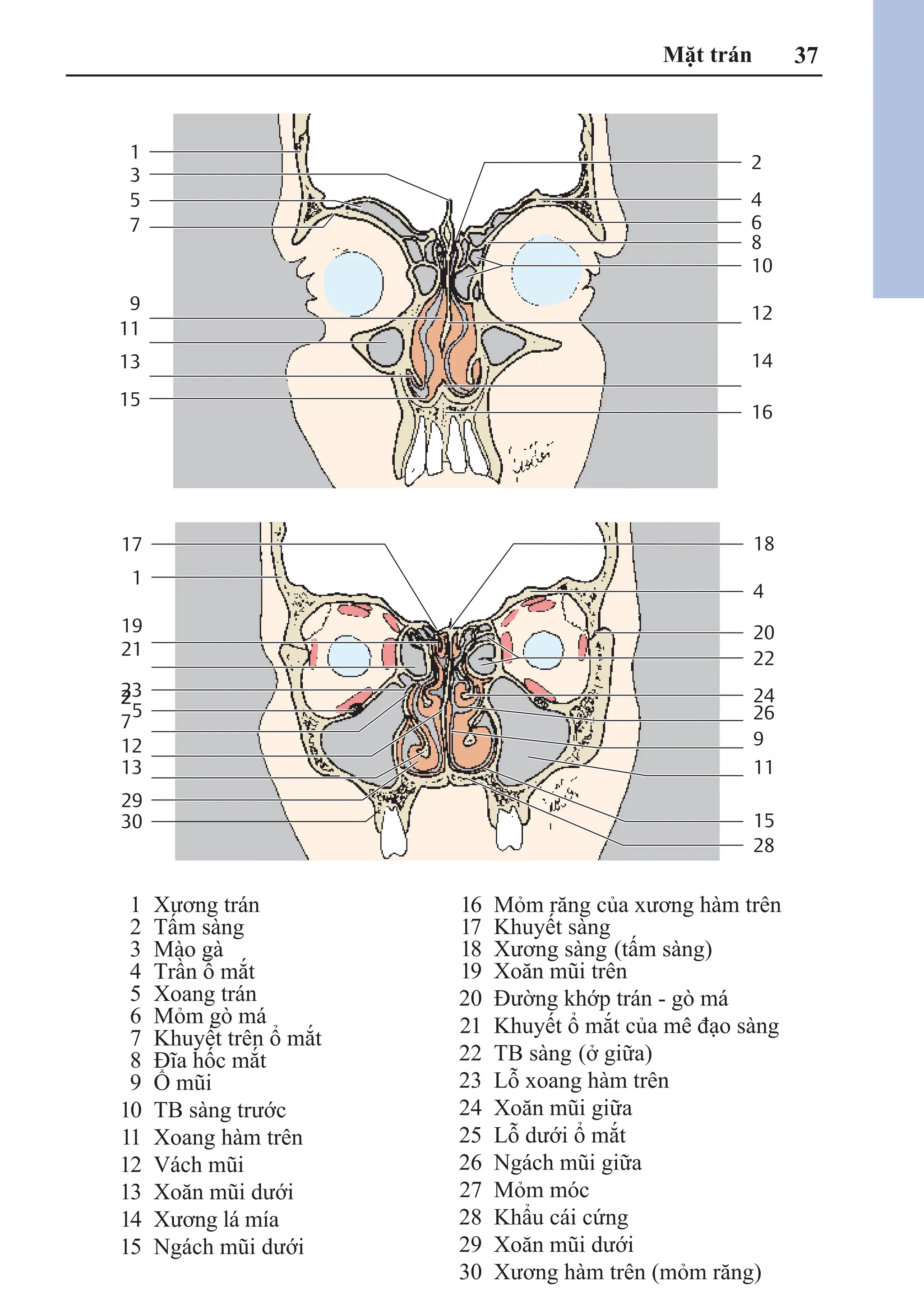 Giải phẫu Cắt lớp CT-MRI Tập 1.pdf
