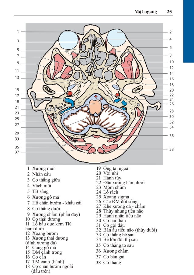 Giải phẫu Cắt lớp CT-MRI Tập 1.pdf