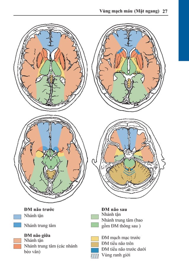 Giải phẫu Cắt lớp CT-MRI Tập 1.pdf