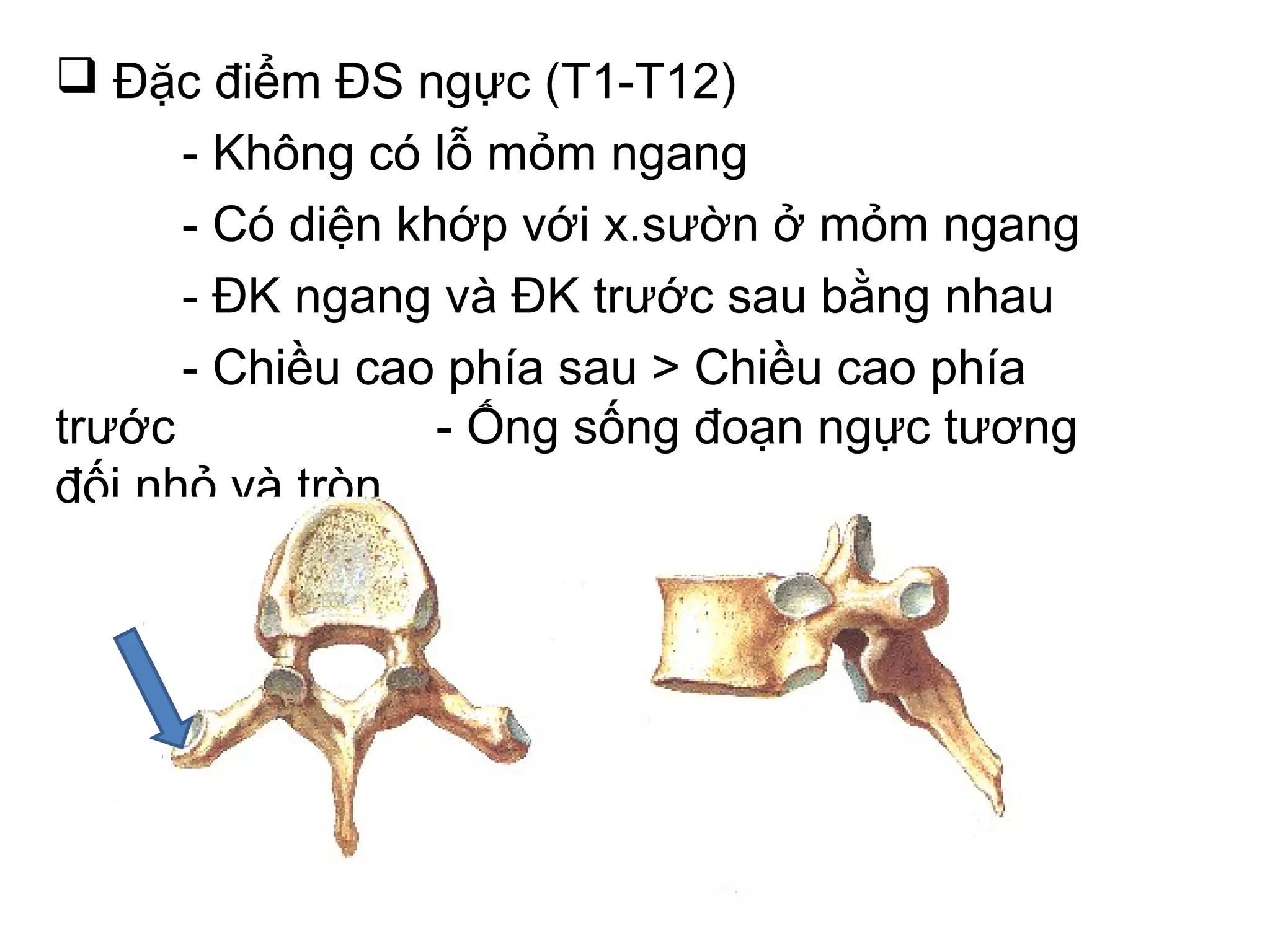 Giải phẫu cột sống và hình ảnh chấn thương cột sống trên clvt | PPT