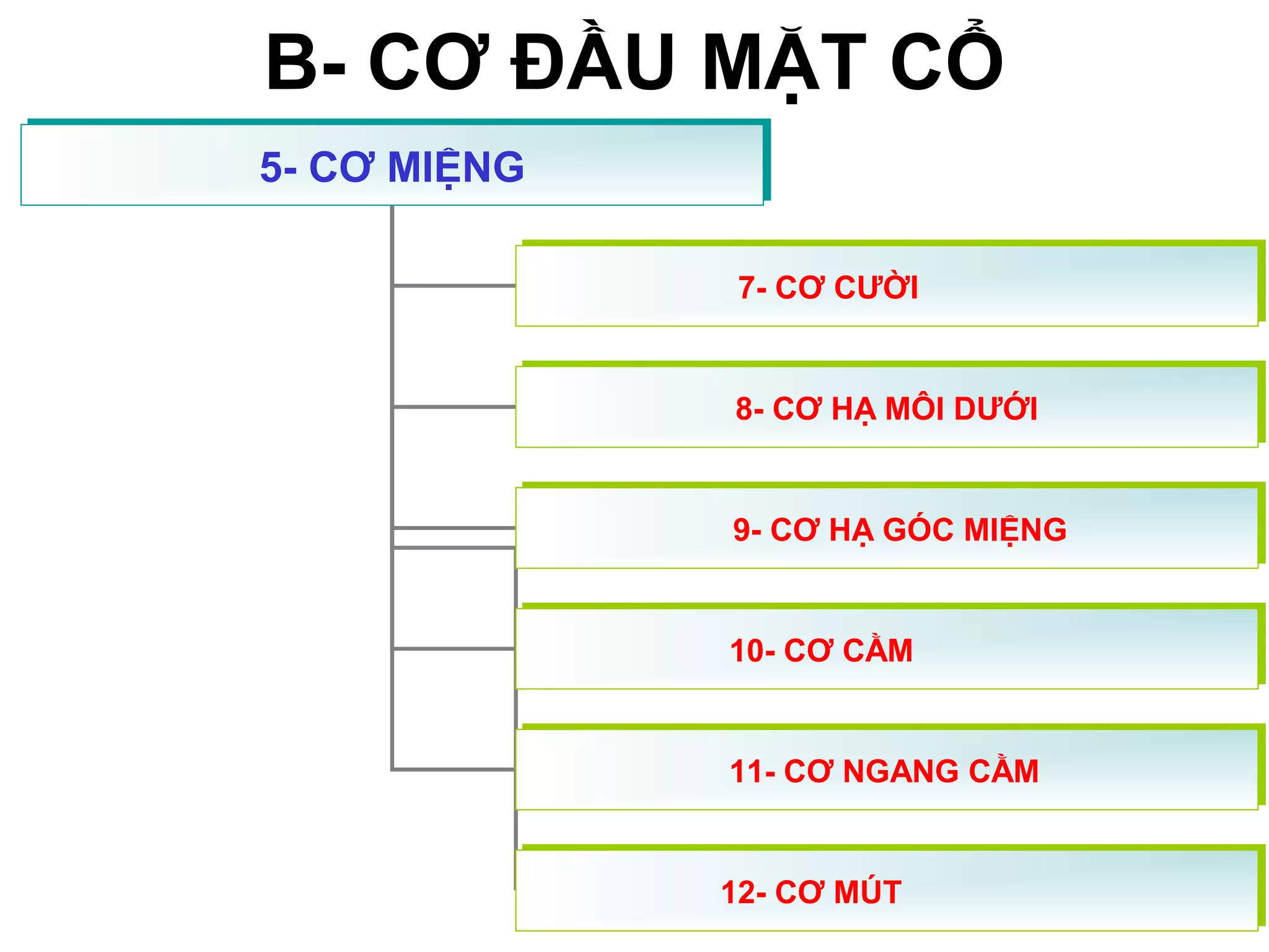 Giải phẫu dau mat co | PPT