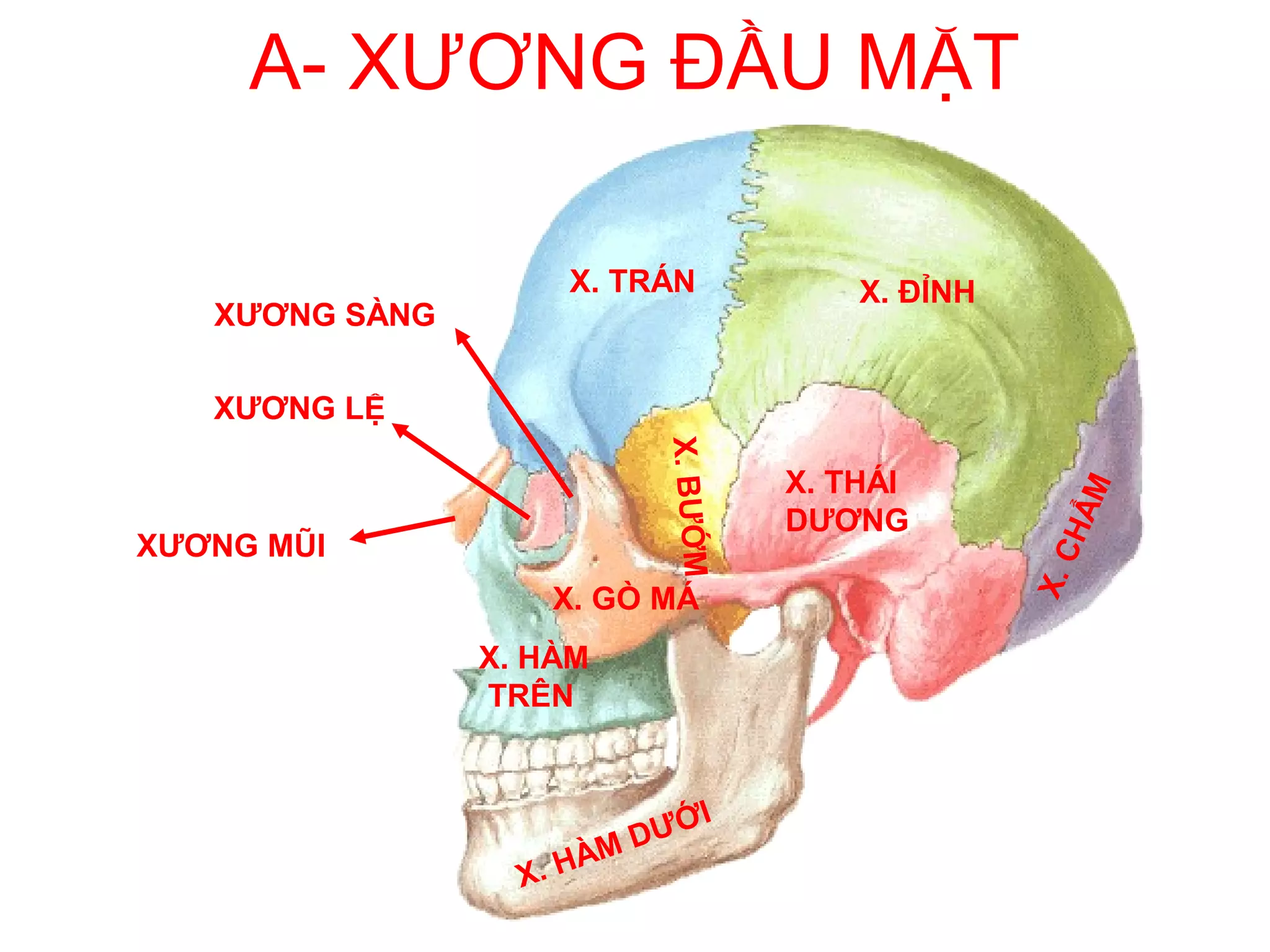 Giải phẫu dau mat co | PPT