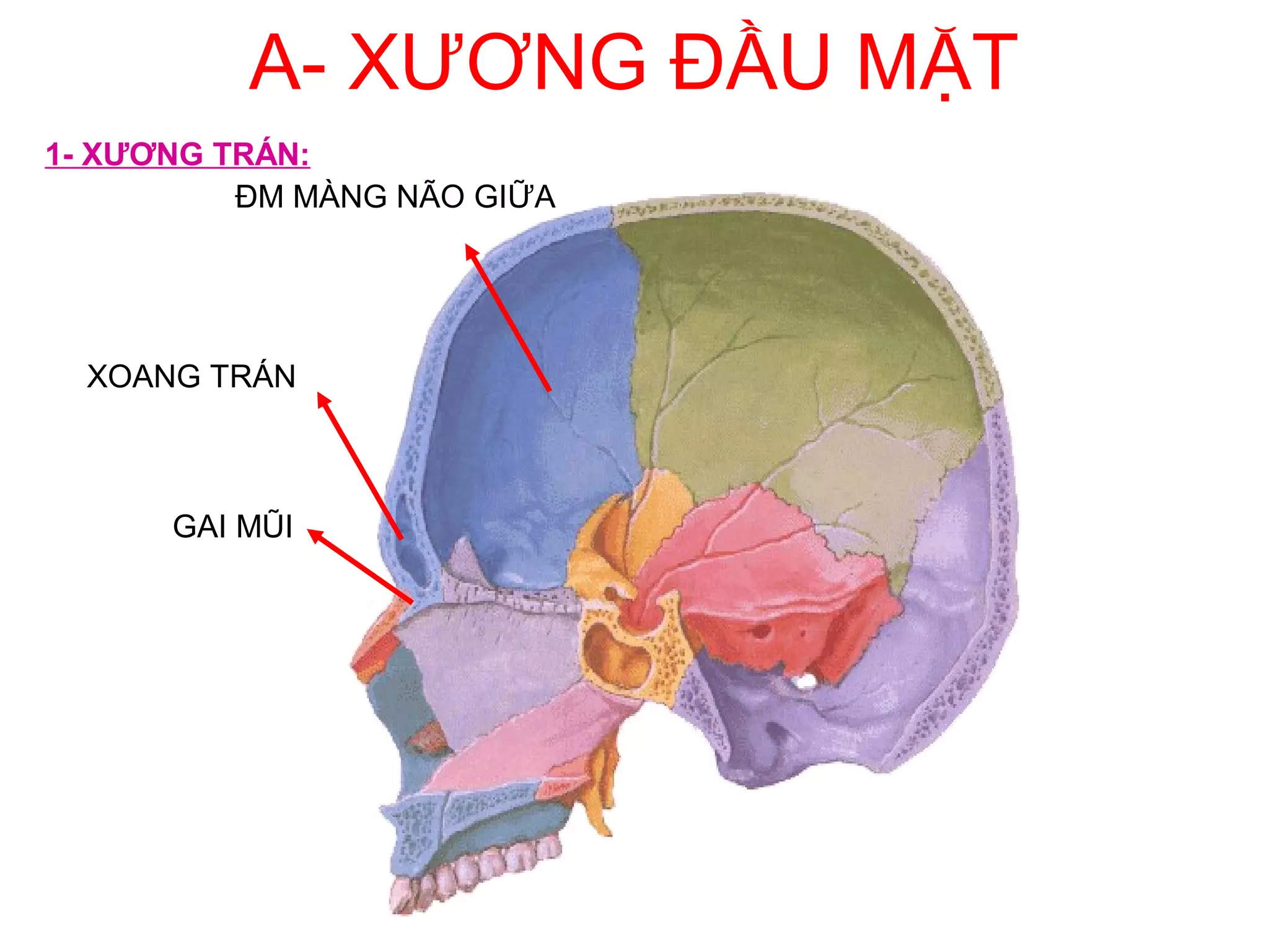 Giải phẫu dau mat co | PPT