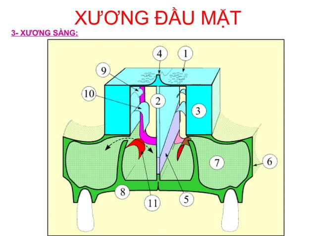 Giải phẫu dau mat co | PPT