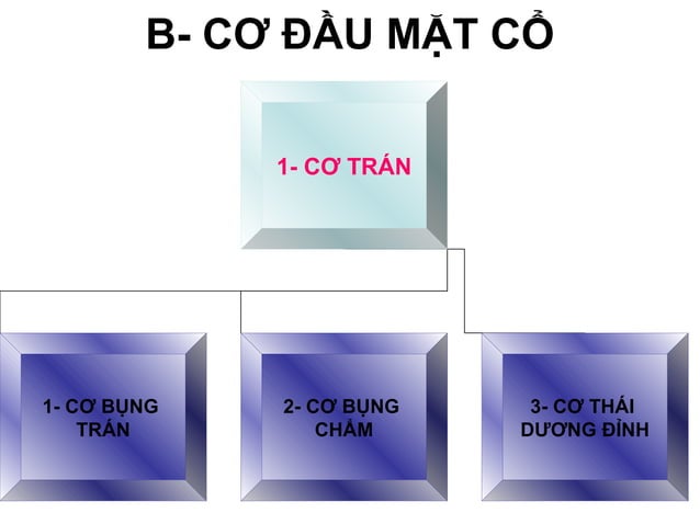 Giải phẫu dau mat co | PPT