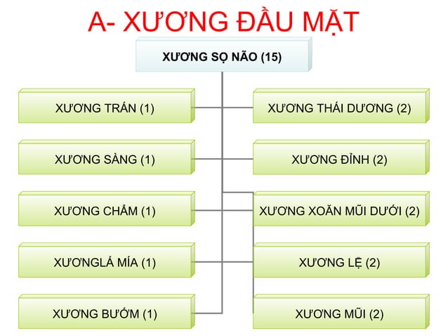 Giải phẫu dau mat co | PPT