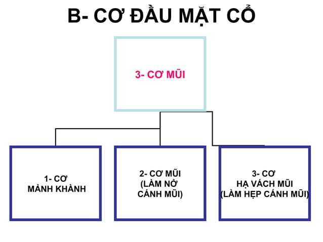 Giải phẫu dau mat co | PPT