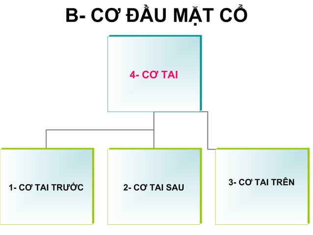 Giải phẫu dau mat co | PPT