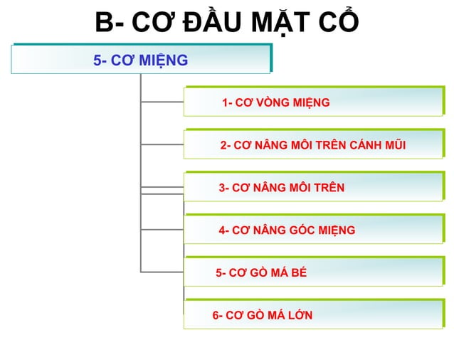 Giải phẫu dau mat co | PPT