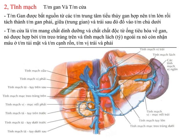 Giải phẫu gan và mật CLB Y Khoa Trẻ VMU