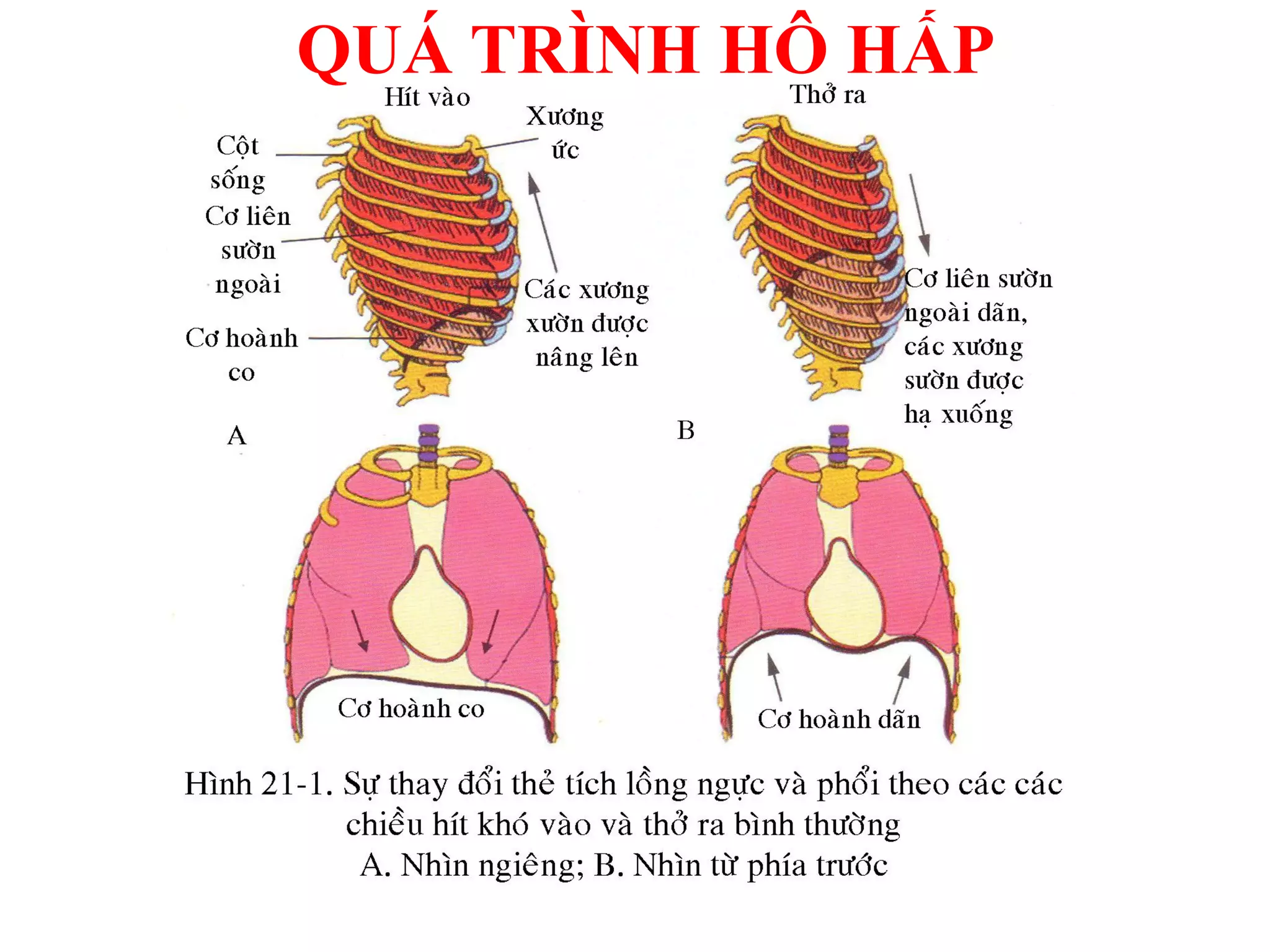Giải phẫu – ho hap | PDF
