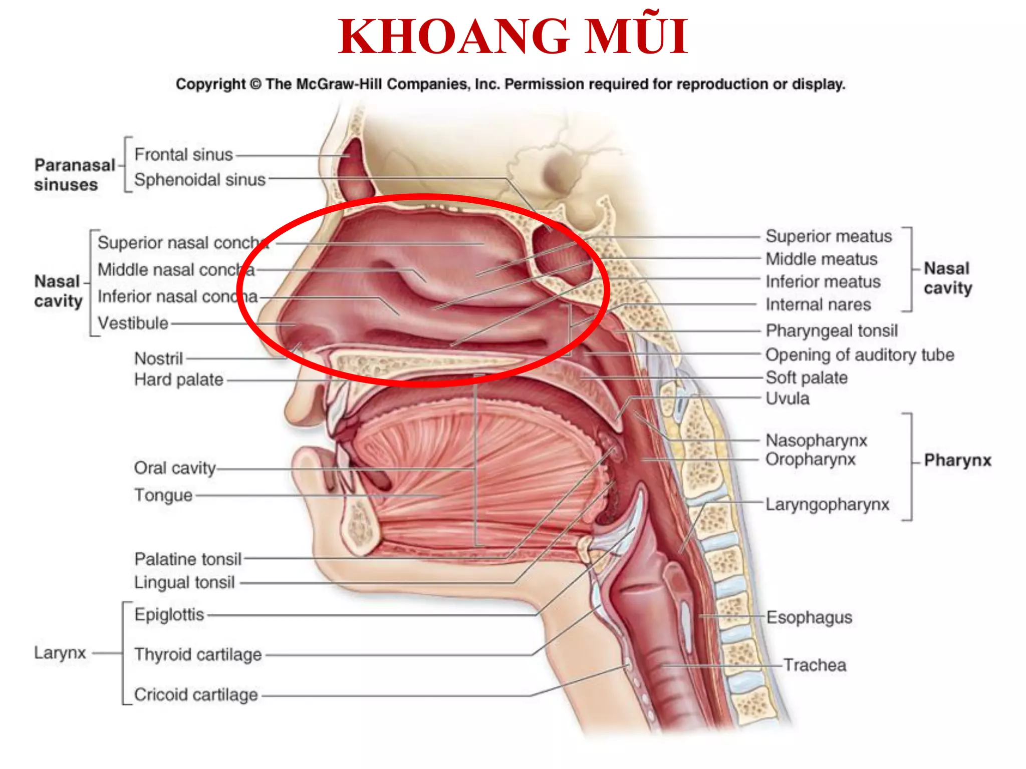 Giải phẫu – ho hap | PDF
